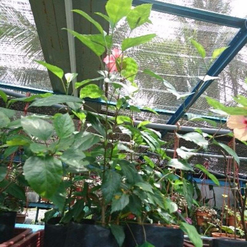 ANAK POKOK BUNGA RAYA[MERAH] | Shopee Malaysia