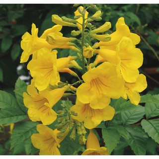 [ REAL LIVE ] ANAK POKOK BUNGA TECOMA STANS YELLOW BELLS | Shopee Malaysia