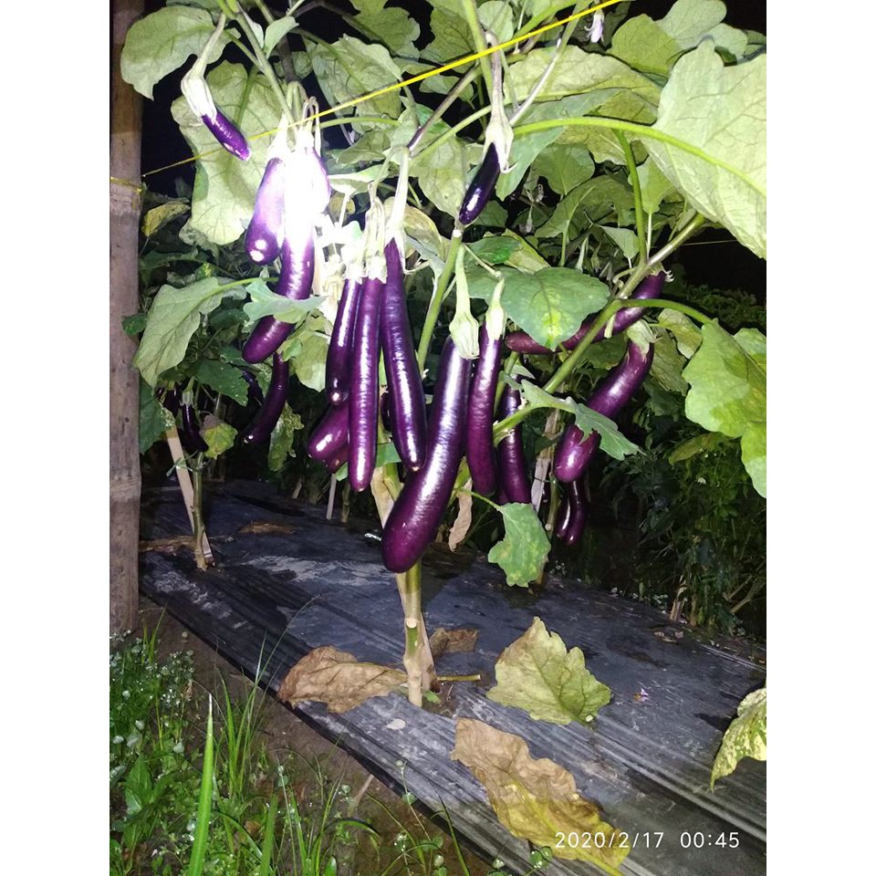 Anak Pokok Terung Ungu Panjang/ Long Purple Eggplant Sapling by AL ...