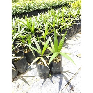 Anak pokok palma, lipstick palm, red sealing wax palm, Pinang raja ...