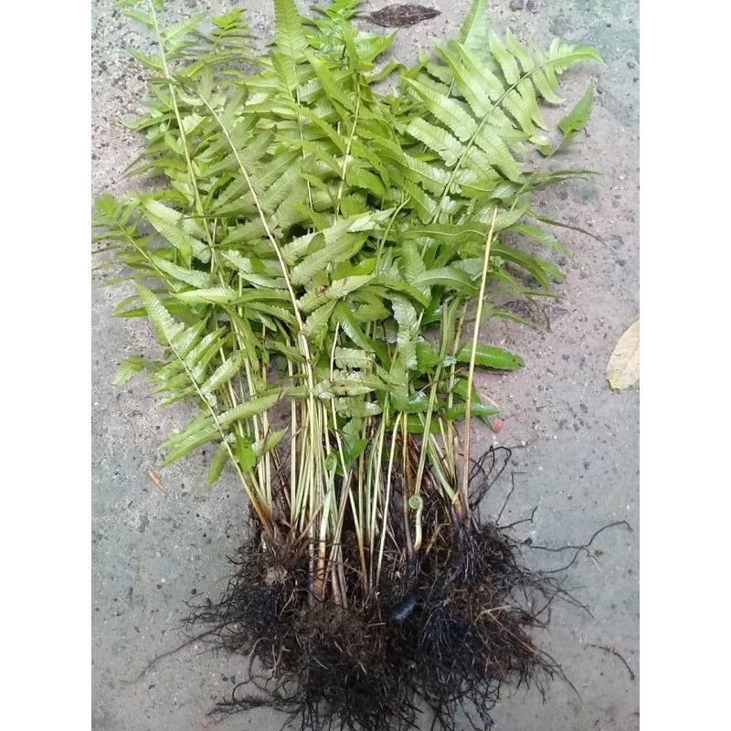 Pokok pucuk paku/paku pakis(beli 15 percuma 2) | Shopee Malaysia
