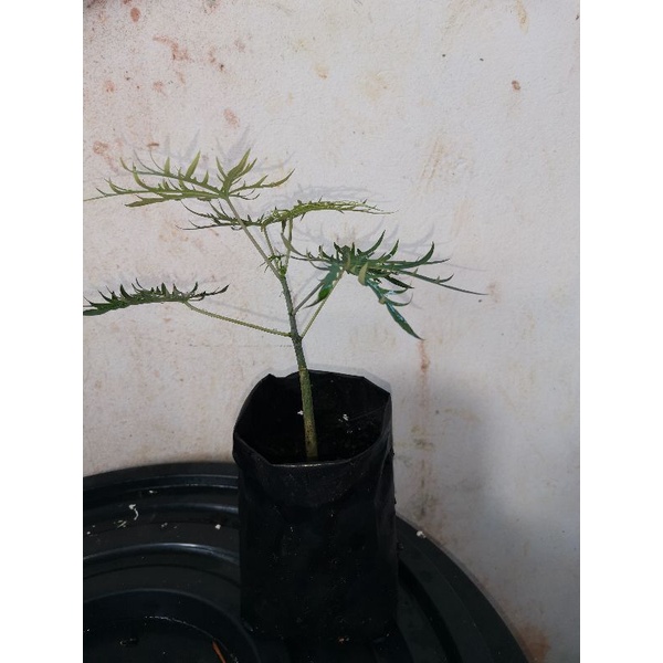 Pokok Gambir Sarawak | Shopee Malaysia