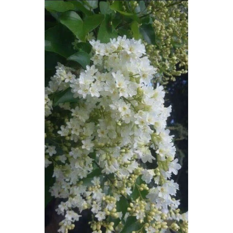 Anak Pokok Bunga Porana Volubilis / Pokok Bunga Putih Menjalar | Shopee ...