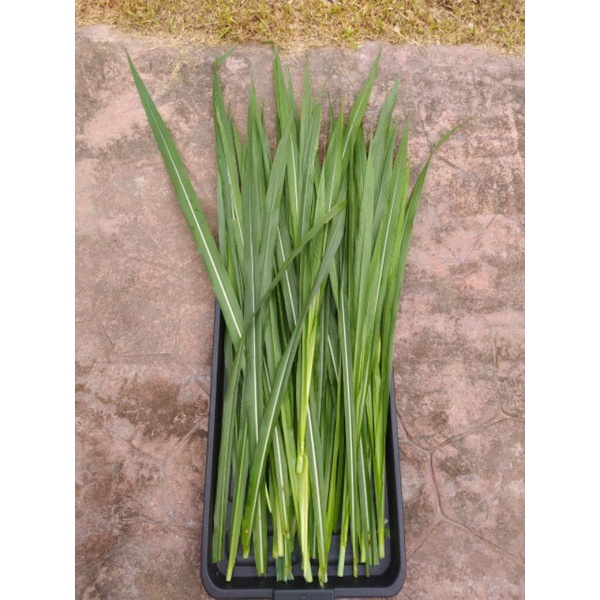 Daun napier fresh dari ladang sesuai untuk guinea pig, arnab dan haiwan ...