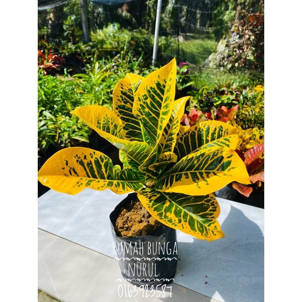 CROTON ANAK POKOK BUNGA PUDING KOBIS KUNING | Shopee Malaysia