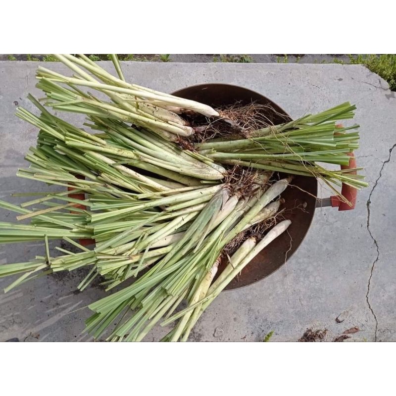 POKOK SERAI KAMPUNG SIAP BERAKAR(3batang) | Shopee Malaysia