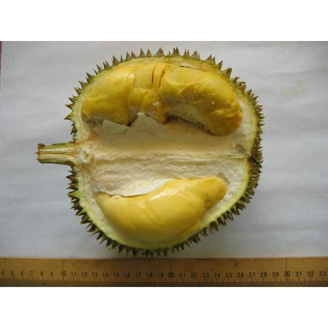 Anak Pokok Durian D145 (Beserah/Durian Hijau) Termasuk Kos Penghantaran ...