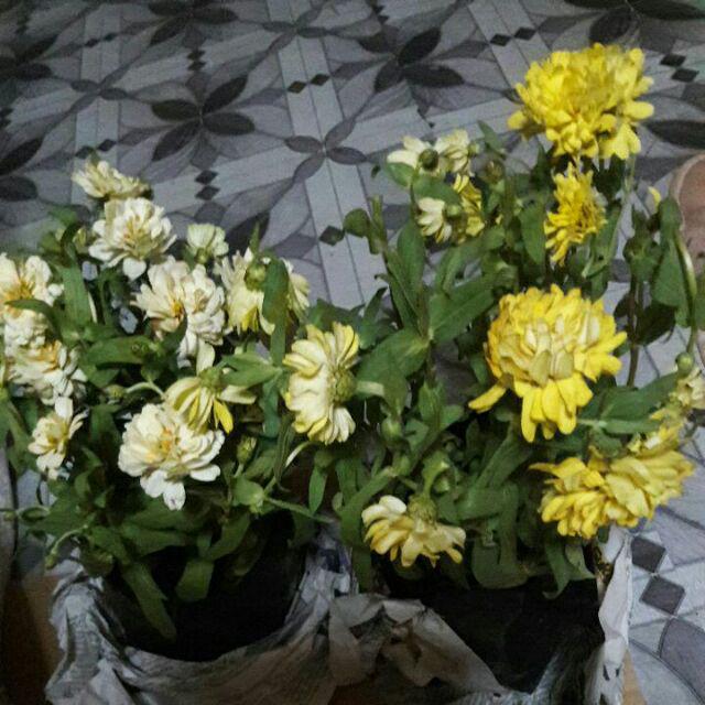Pokok bunga zinnia pelbagai warna | Shopee Malaysia