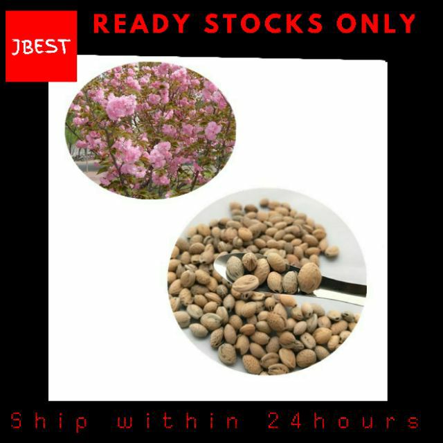 FAST GROW Cherry Blossom Sakura 1 Pack Seeds Sakura Tree Seeds Healthy ...