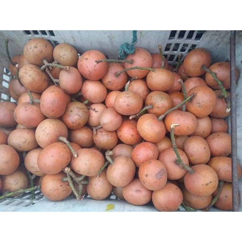 BUAH NGEKE/TAMPOI RASA MACAM BUAH RAMBAI ( 1 Kg) | Shopee Malaysia