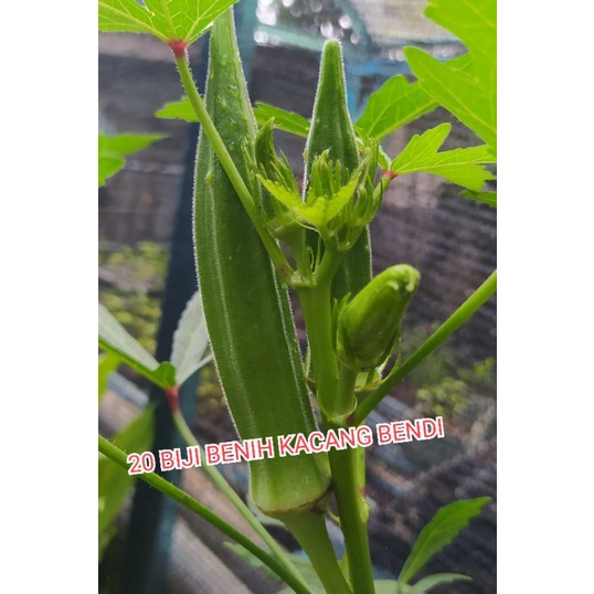 (20 BIJI) BIJI BENIH POKOK KACANG BENDI | Shopee Malaysia
