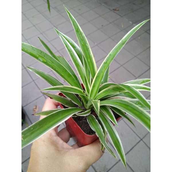 Anak Pokok Spider Plant[Indoor Plant] Chlorophytum Spider Plant Series ...