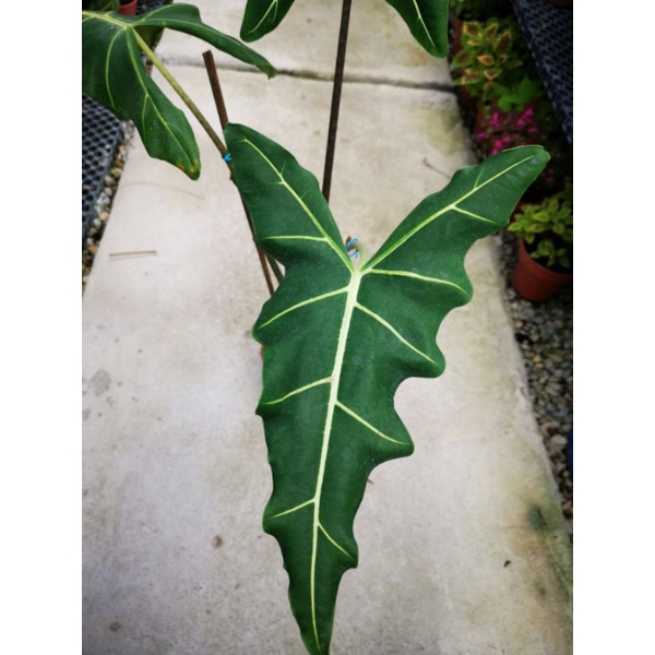 ALOCASIA SARIN / TALL PLANT / LIMITED STOCK [READY STOCK] | Shopee Malaysia