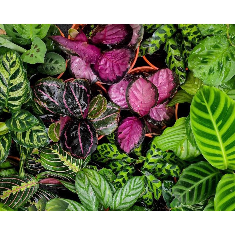 POKOK BUNGA CALATHEA ready stock | Shopee Malaysia