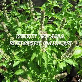 Combo - Anak Pokok Lemon Basil (Herba Inggeris) & Bangun2 (Herba ...