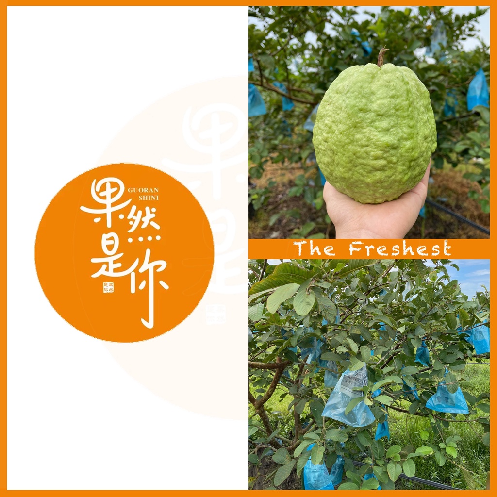 Fresh Guava Lohan / Jambu Batu Segar Lohan / 番石榴 罗汉 | Shopee Malaysia