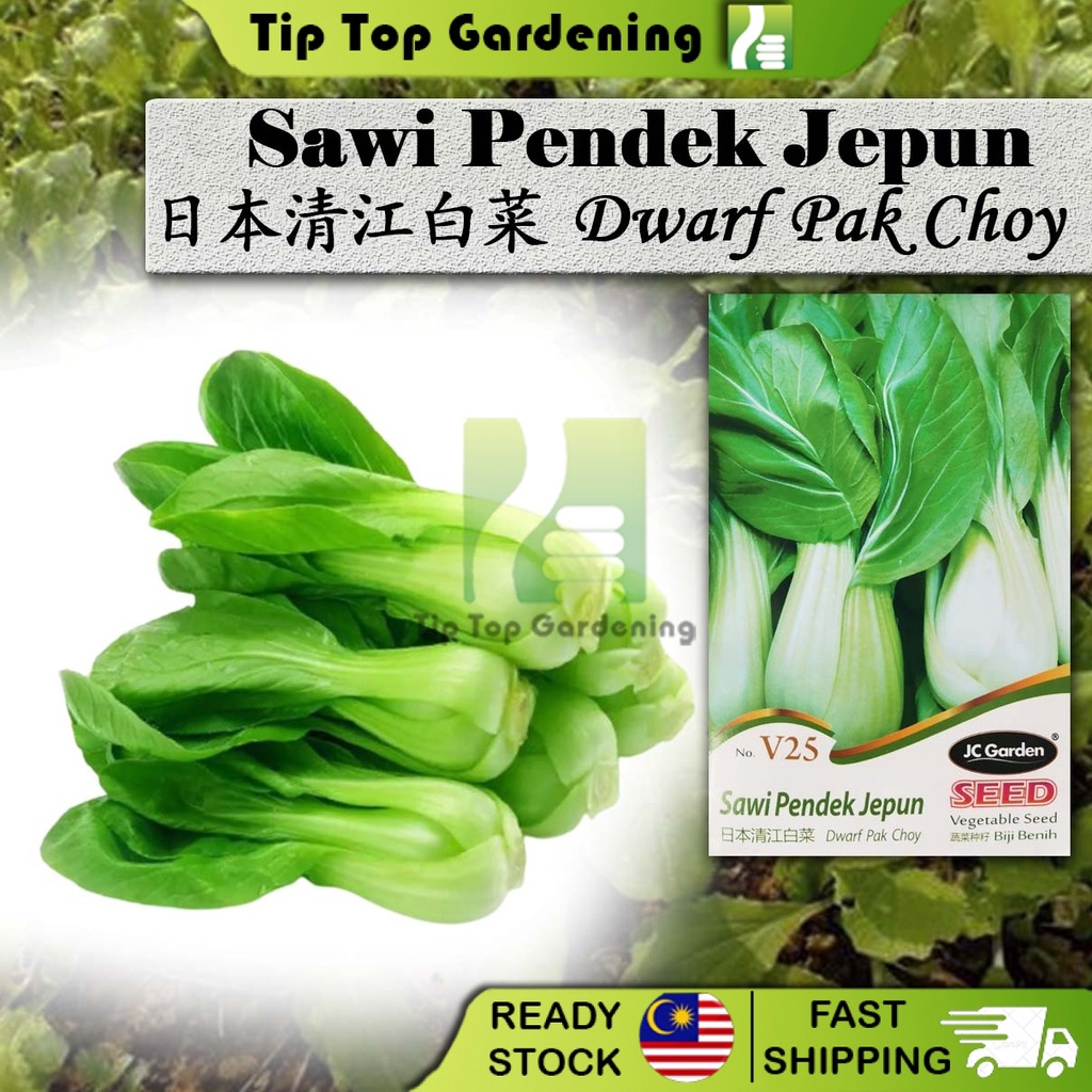 V25 DWARF PAK CHOY JC GARDEN BIJI VEGETABLE SEED BIJI BENIH SAWI PENDEK ...