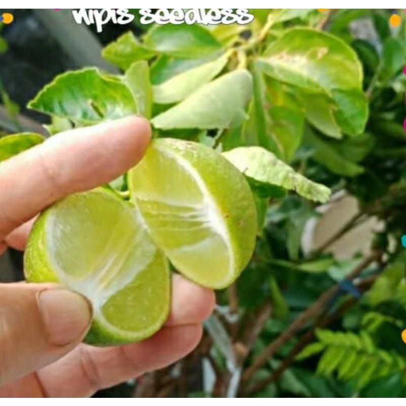 Pokok limau nipis seedless/limau nipis xbiji hybrid | Shopee Malaysia