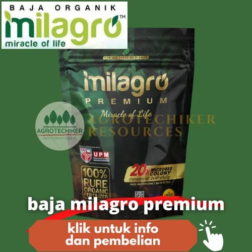 Baja milagro premium (1 kg) baja organik, baja bunga, baja buah, baja ...
