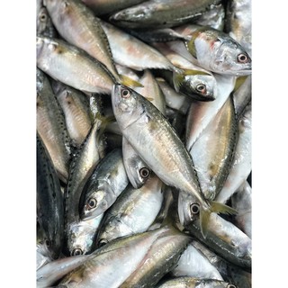 [Sea Fresh] Ikan Kembung | Kembung Fish | Fresh Frozen Seafood | Shopee ...