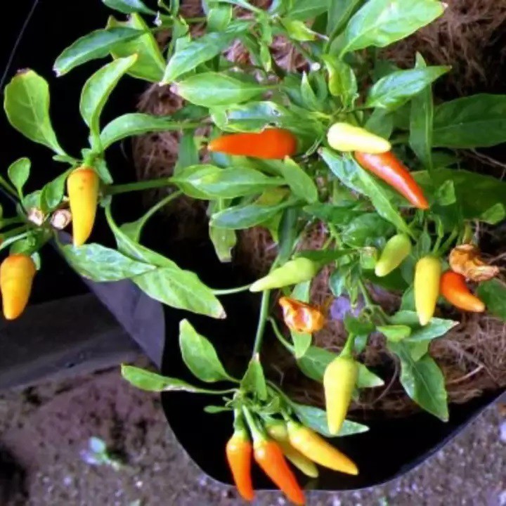 Pokok Cili Api (sedia di semai) | Shopee Malaysia