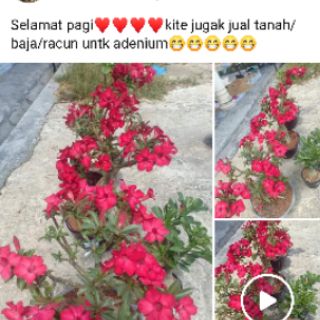 Ubat hama | ulat | bena | kulat | kerinting pokok | kulat dan masaalah ...