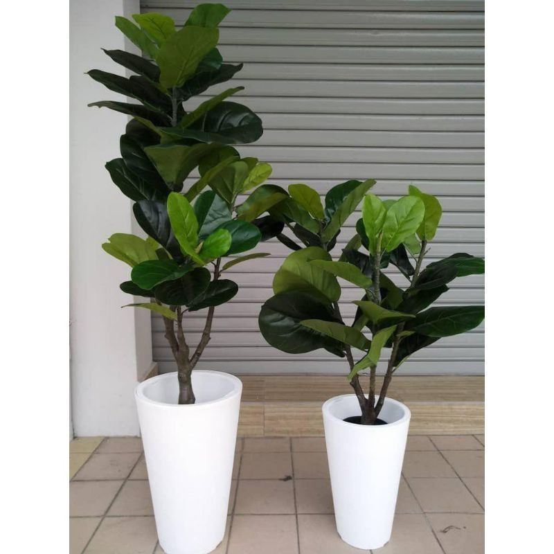 PASU TINGGI UNTUK SKYBIRD/ POKOK PISANG SAIZ M DAN L READYSTOK | Shopee ...