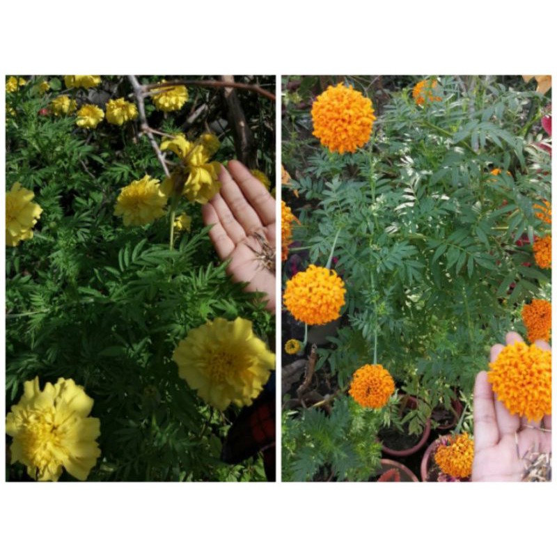 20++ Benih Bunga MARIGOLD Kuning dan Oren (flower) bunga tahi ayam ...