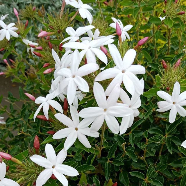 JASMINE POLYANTHUM / OFFICIALE/ HEMSLEYI WHITE FLOWER REAL LIFE PLANT ...