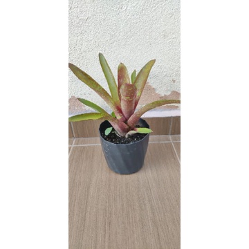 Bromeliad Paradise Neoregelia Foster's x Hybrid x Superball | Shopee ...