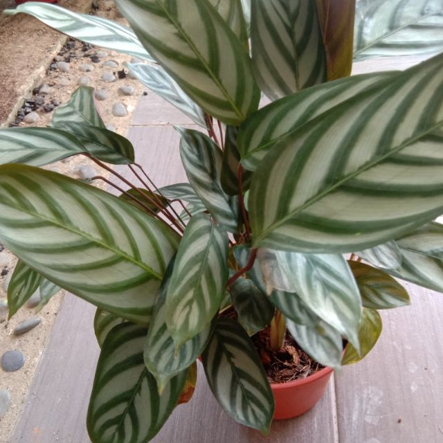 Calathea compact star (live plants) | Shopee Malaysia