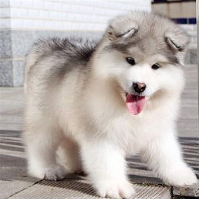 Can A Alaskan Husky Live In Malaysia