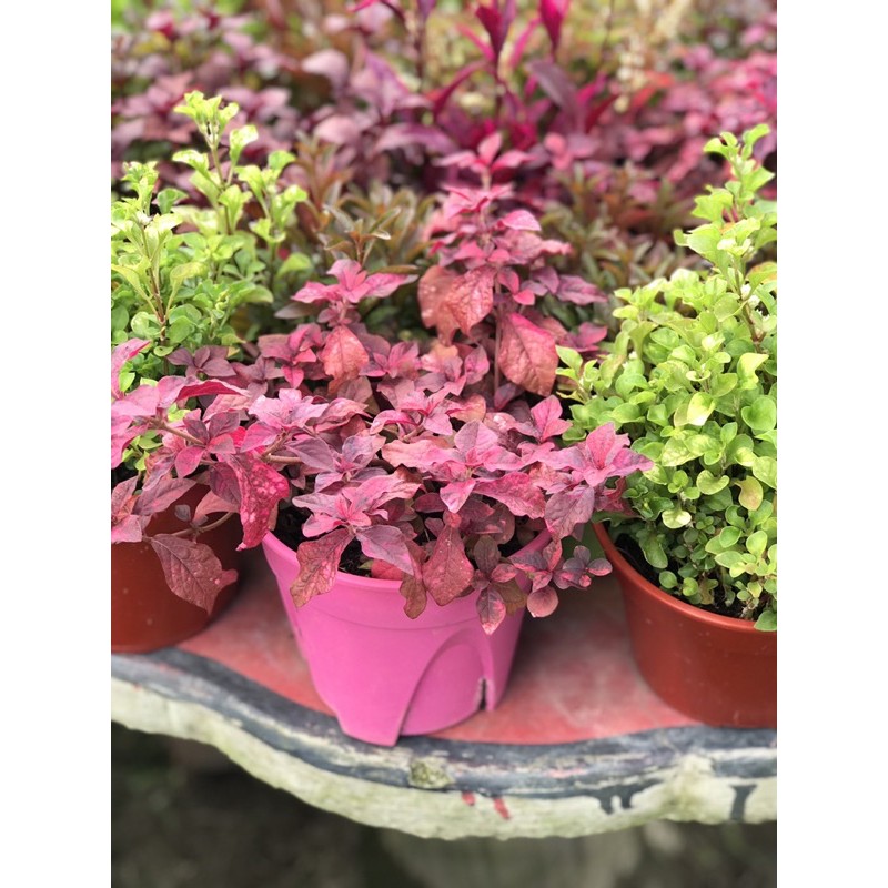 Alternantera Pasu Kecil | Shopee Malaysia