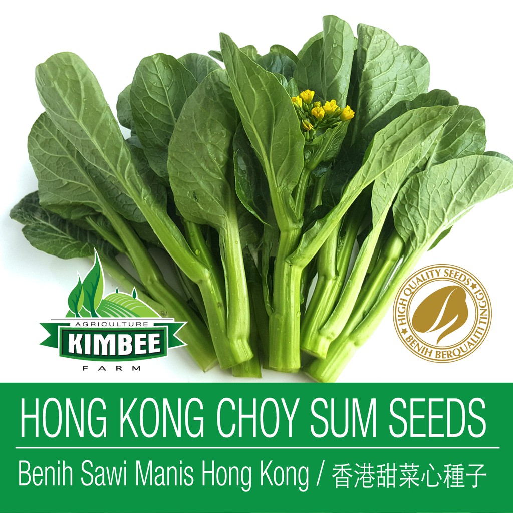 7000 Biji Benih Sawi Manis Hong Kong, Batang Besar & Manis / Hong Kong ...