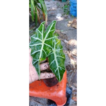 ANAK POKOK KELADI VIRAL | Shopee Malaysia