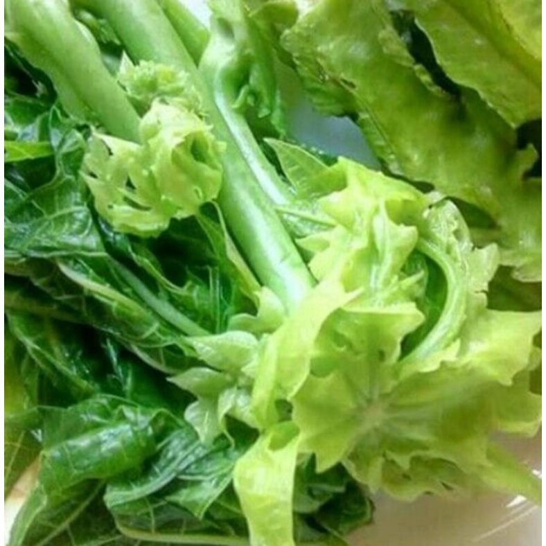 pucuk betik ulam dan sebagainya | Shopee Malaysia