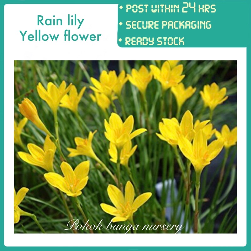 PBN - rain lily yellow flower - pokok bunga nursery zephyrlily flower ...