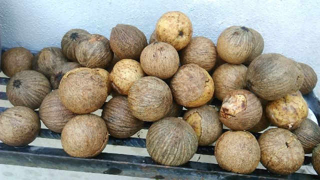 BUAH KULIM HUTAN 1KG SEGAR | Shopee Malaysia