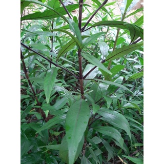 POKOK GANDARUSA /POKOK HERBA MURAH (RM10.00) DALAM POLIBEG PERCUMA BAJA ...
