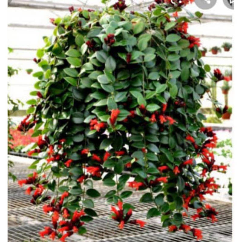 pokok bunga lipstik. | Shopee Malaysia