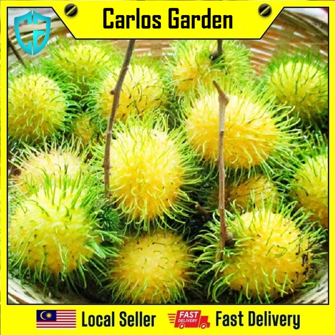 Anak Pokok Rambutan Gading Pokok Stabil Import Dari Thailand | Shopee ...