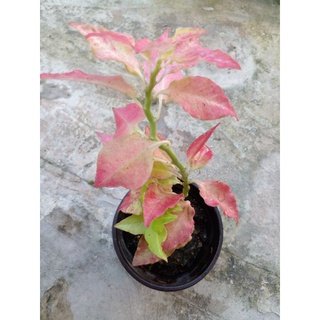 Pokok Bunga Lipan Merah/Devil's back bone/pokok bunga murah/viral ...