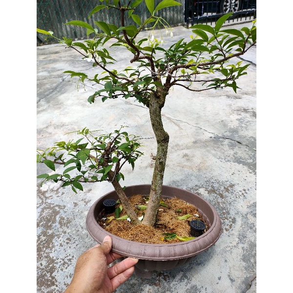 Bonsai jeliti Bonsai tree 水梅 real live plants wrightia Religiosa ...