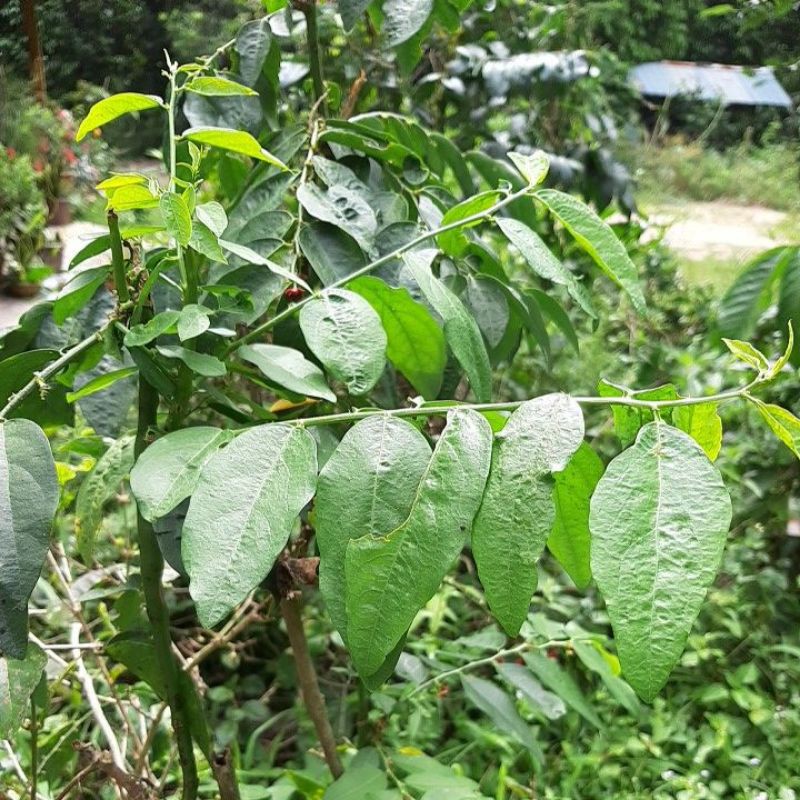 LIVE PLANT Pokok cekur manis (6 keratan batang) | Shopee Malaysia