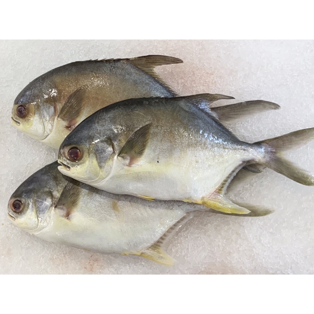 Frozen Ikan Bawal Emas 500g | Shopee Malaysia