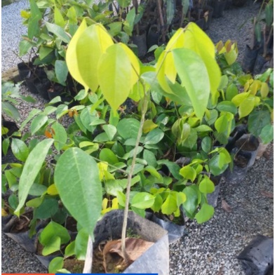 Pokok Jenerih/Jenereh. pokok ulam pucuk | Shopee Malaysia