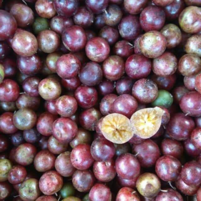 Pokok buah kerkup, buahan nadir, jarang-jarang jumpa | Shopee Malaysia