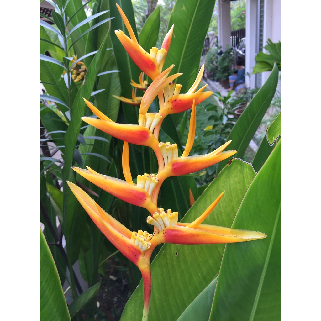 Pokok Heliconia Warna Oren Kekuningan/Pokok Sepit Udang/Bird of ...
