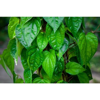 Pokok Sireh India PROMOSIII ‼️‼️ | Shopee Malaysia