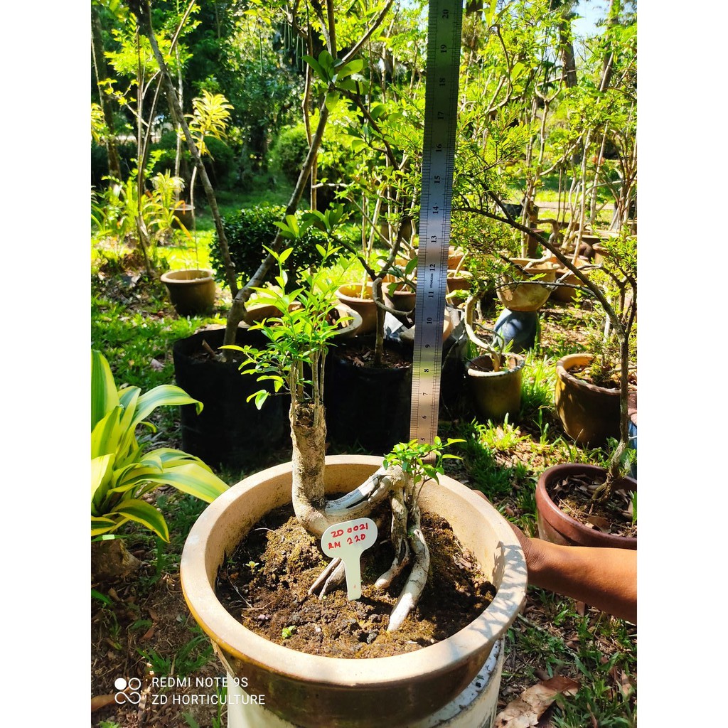 Pokok Bonsai Jasmine Melati Apocynaceae | Shopee Malaysia